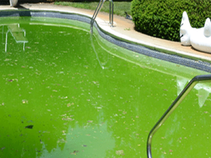 Green Pool Rescue - Pool Water Specialists